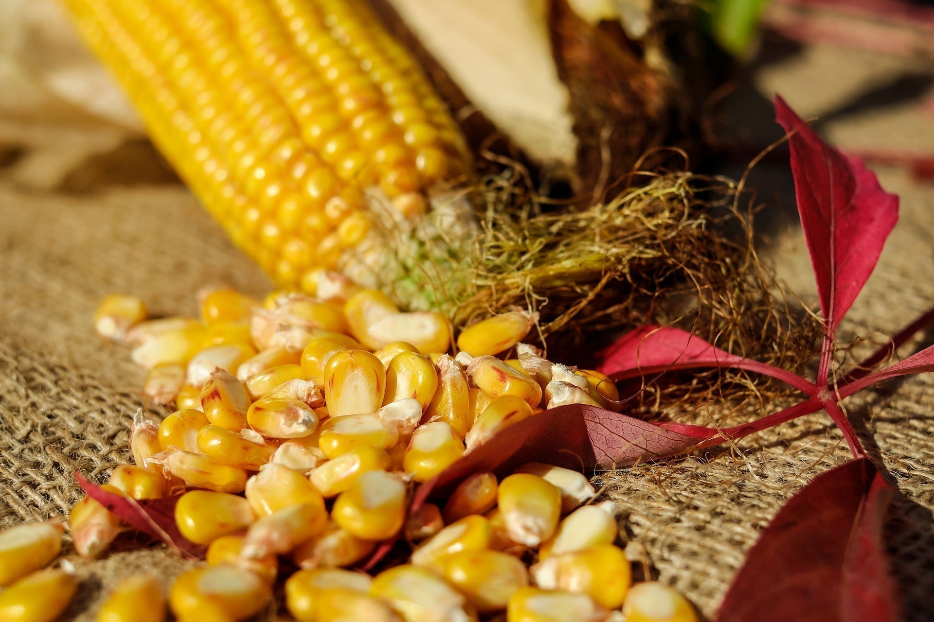 Corn Sensitivity Can Be From Mold?? – Dr. Crista